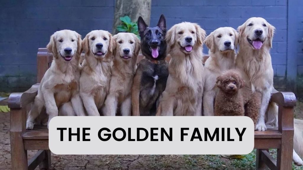 The Golden Family Net Worth Income Estimated Earnings The Golden Family Net Worth Income Estimated Earnings