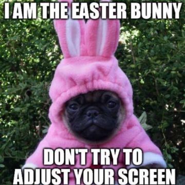 50+ Funny Easter Bunny Memes 2024 To Make Anyone Hop with Laughter