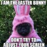 50+ Funny Easter Bunny Memes 2024 To Make Anyone Hop with Laughter
